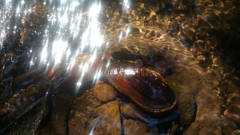 Freshwater Mussel Shell Full of Snails Stock Photo - Image of travel ...