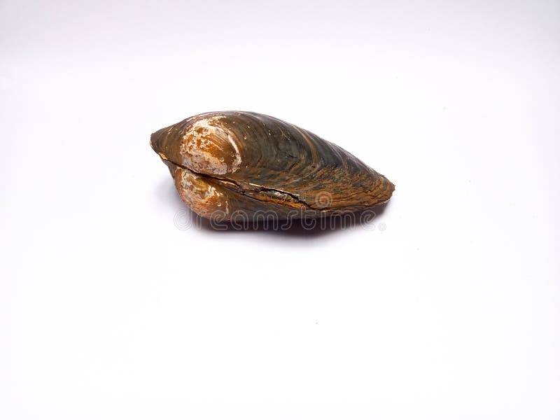 Freshwater Mussels that Luve in Rivers Stock Image - Image of summer ...