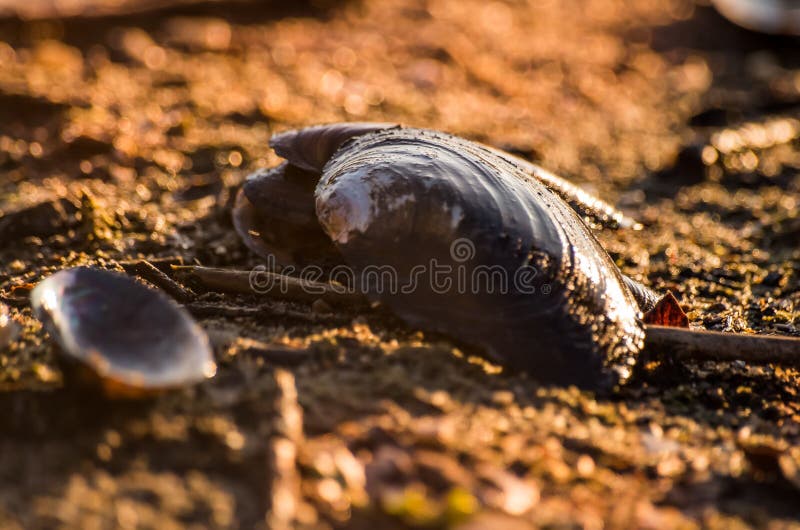 Freshwater mussels stock photo. Image of lake, closeup - 113476540