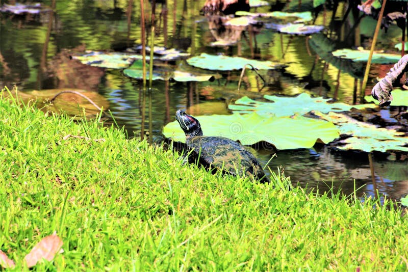 Freshwater painted turtle stock photo. Image of painted - 96788442