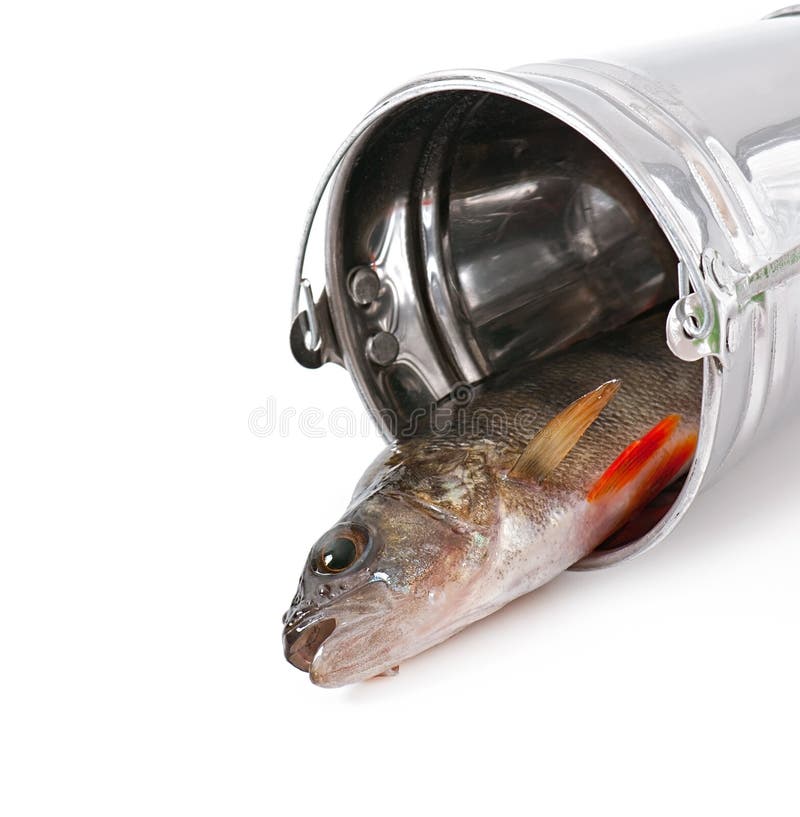 Freshwater perch stock photo. Image of colorful, ichthyology - 39474662