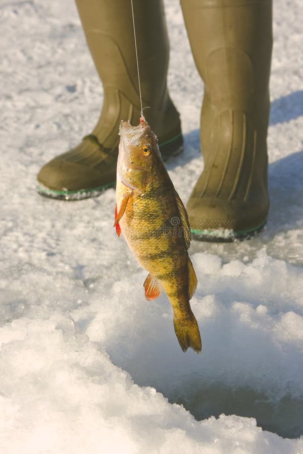Yellow Perch stock image. Image of sport, flavescens - 43250811