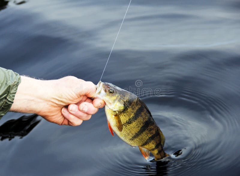 Freshwater Perch, Perca Flavescens Stock Image - Image of caught ...