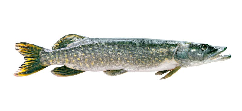 Freshwater Pike Fish Esox Lucius Isolated on White Background Stock ...