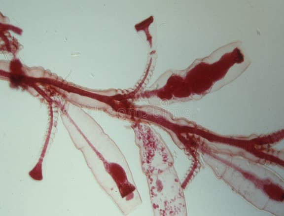 Freshwater Polyps Under the Microscope Stock Photo - Image of makro ...