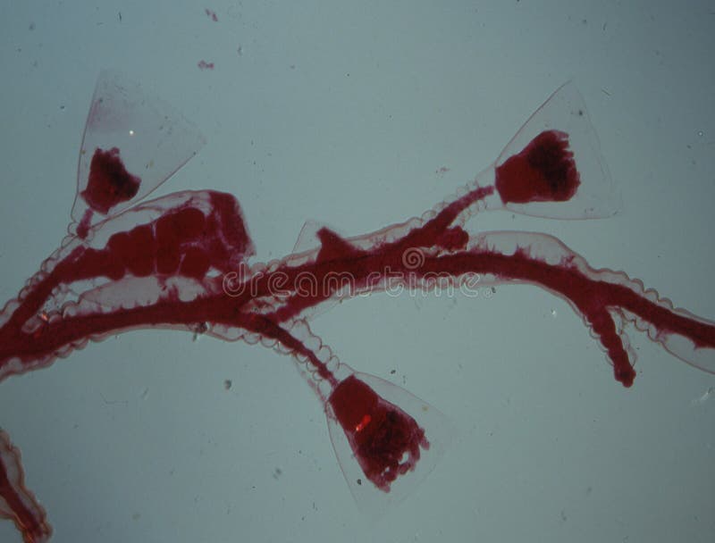 Freshwater Polyps Under the Microscope Stock Image - Image of marine ...