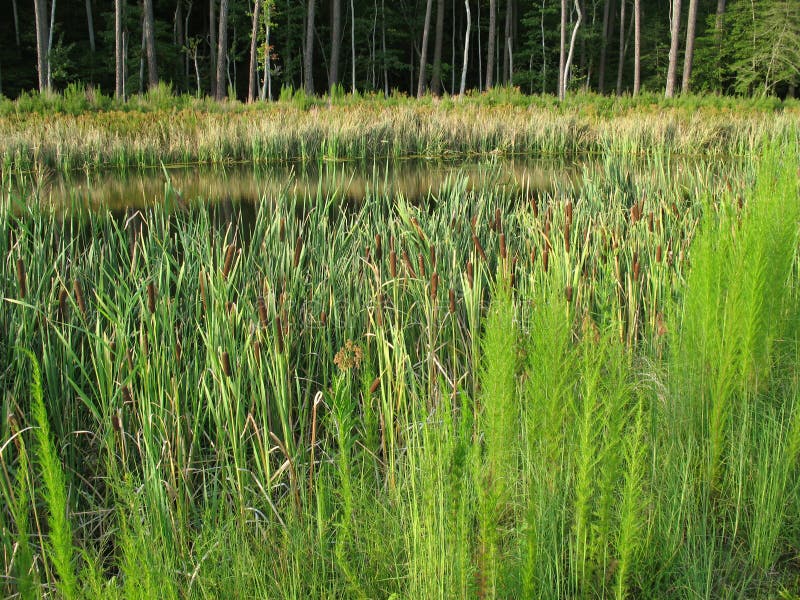 Freshwater Pond stock photo. Image of reeds, water, trees - 2993054