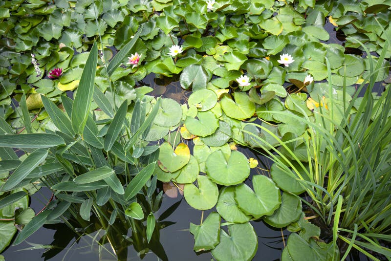 Freshwater Pond with Reed and Water Lilies Stock Image - Image of ...