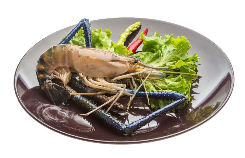 Freshwater prawn stock photo. Image of occasion, pincers - 45391776