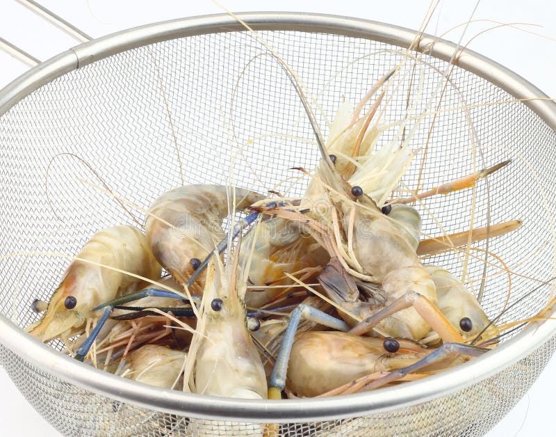 Freshwater Prawns in a Sieve Basket Stock Photo - Image of freshwater ...