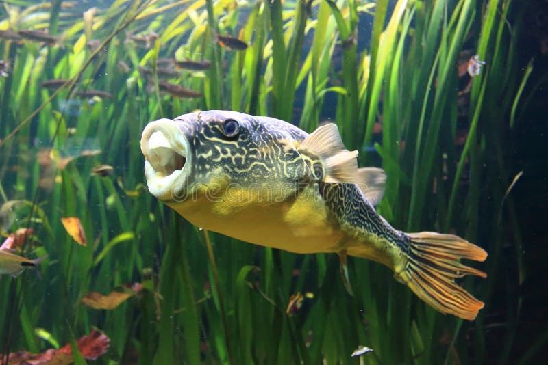 Freshwater puffer fish stock photo. Image of adult, puffer - 109088544