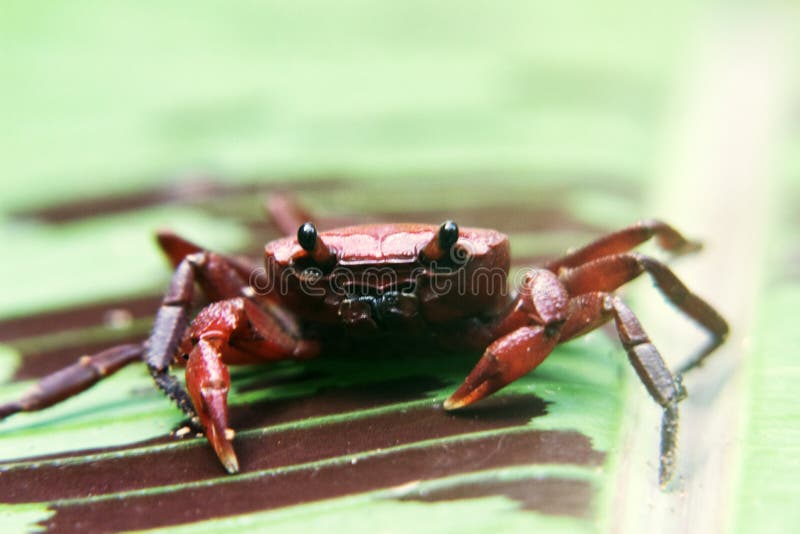 Freshwater river crab stock photo. Image of land, nature - 205520818