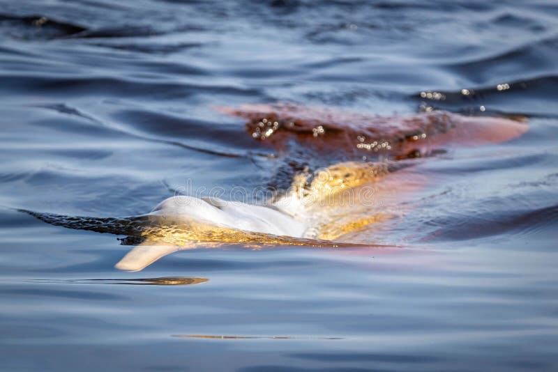 Amazon Rainforest Pink River Dolphin Stock Photos - Free & Royalty-Free ...