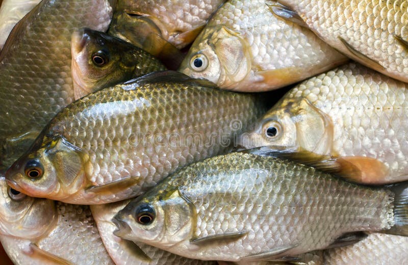Freshwater River Fish Crucian Carp. Stock Image - Image of nutrition ...