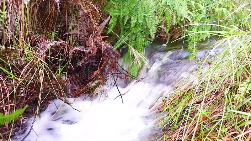 Freshwater River Flow that is Clean from the Bushes Stock Video - Video ...