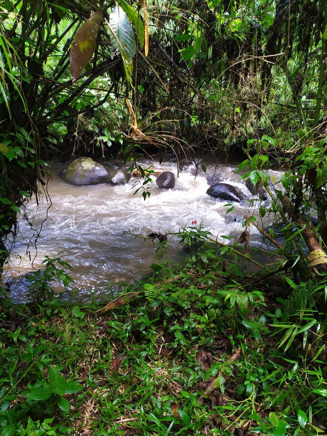 Freshwater river stock photo. Image of livegreen, freshwater - 172040434
