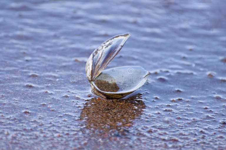 Freshwater shell stock photo. Image of freshwater, silt - 64259050
