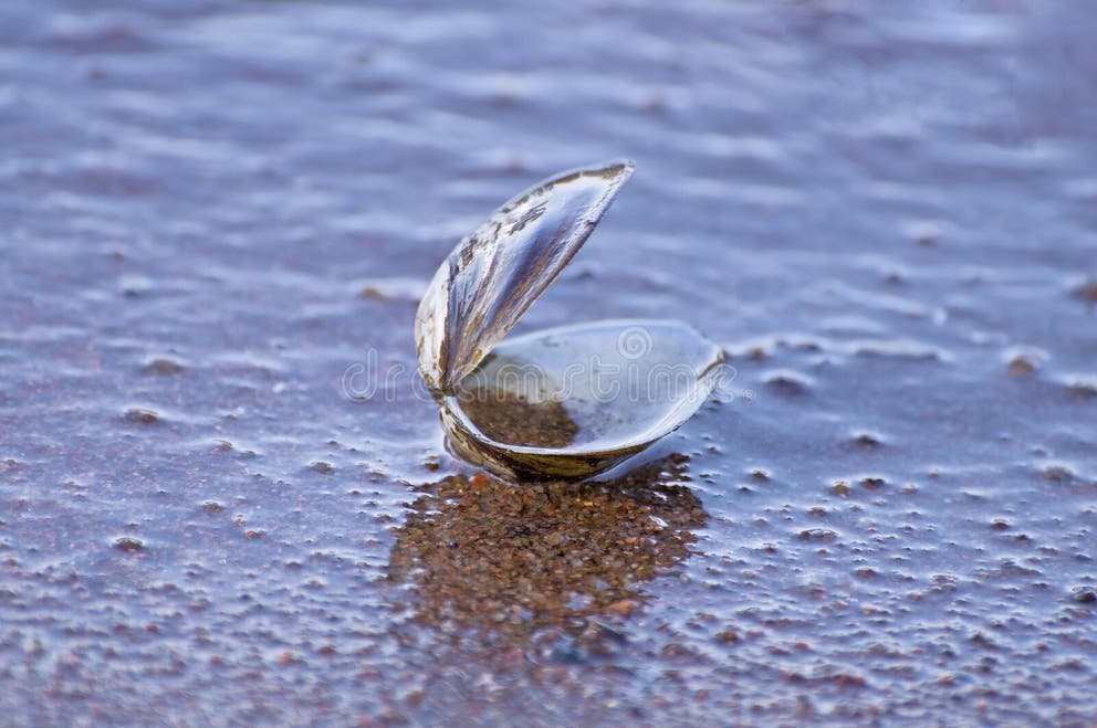 Freshwater shell stock photo. Image of freshwater, silt - 64259050