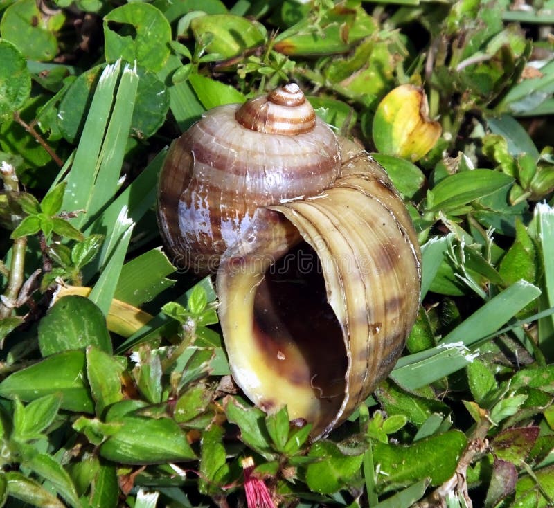 Freshwater snail shell stock photo. Image of nature, outdoors - 42666004