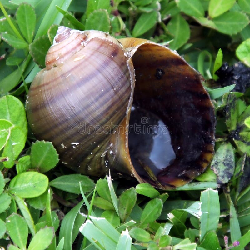 Freshwater snail shell stock image. Image of florida - 42666001