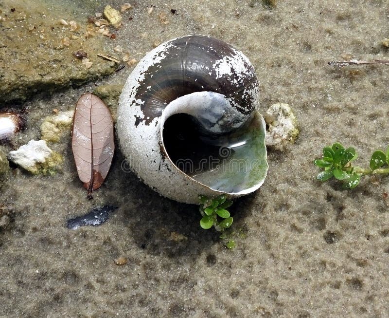 Freshwater snail shell stock photo. Image of shell, lake - 42665994