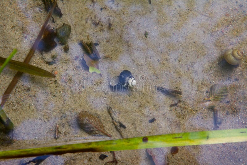 Freshwater snail shells i stock image. Image of mollusks - 223647319