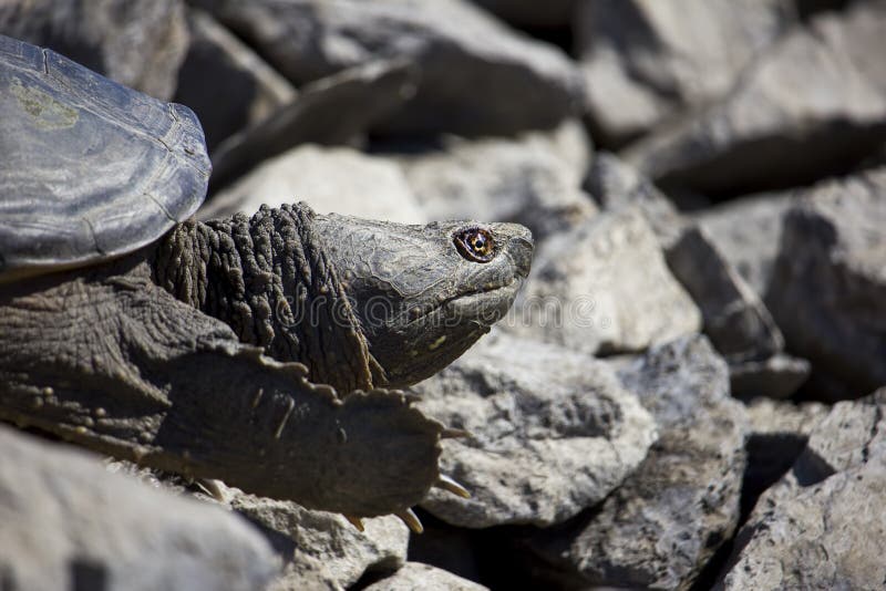 Freshwater Snapping Turtle stock image. Image of nova - 71435083