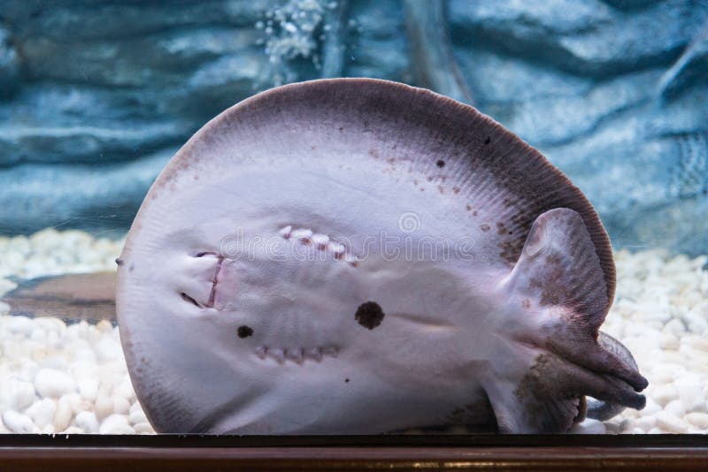 Freshwater Stingray in the Fish Tank. Stock Image - Image of smile ...