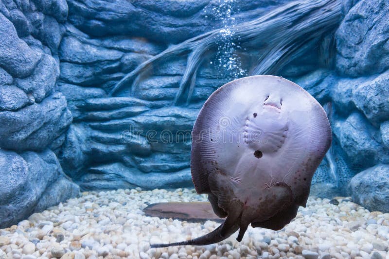 Freshwater Stingray in the Fish Tank. Stock Image - Image of swimming ...