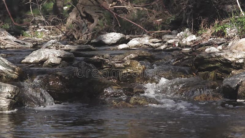 A Freshwater Stream with Crystal Clear Water Flows between the Rocks ...