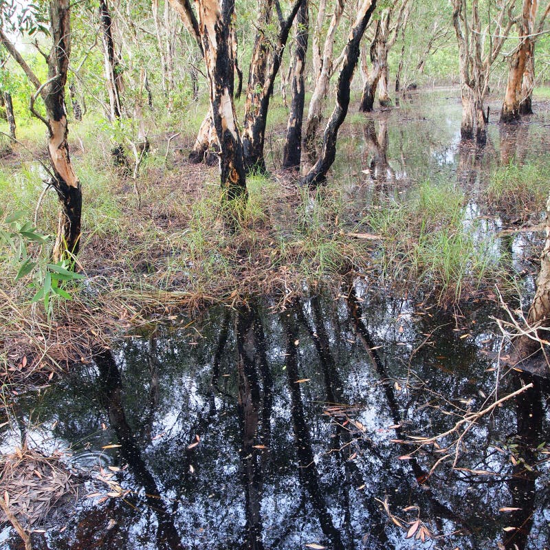 Freshwater swamp forest stock image. Image of nice, moist - 188981743