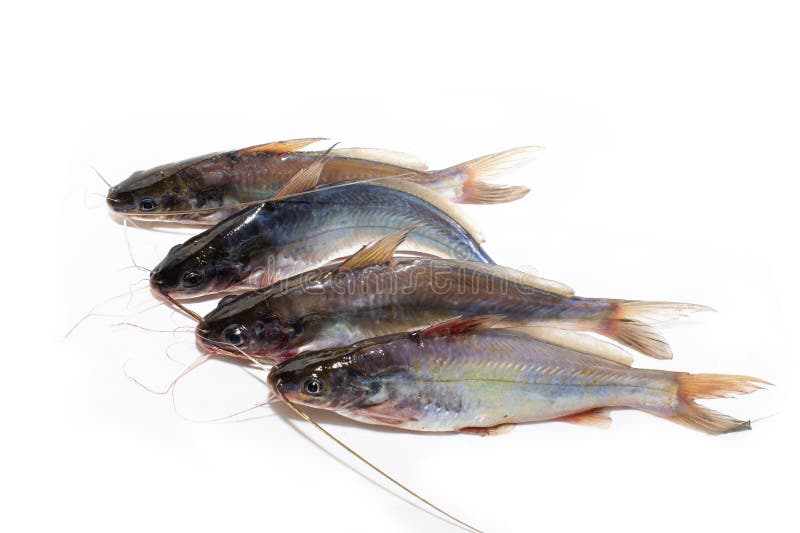 Tangra Fish Stock Photos - Free & Royalty-Free Stock Photos from Dreamstime