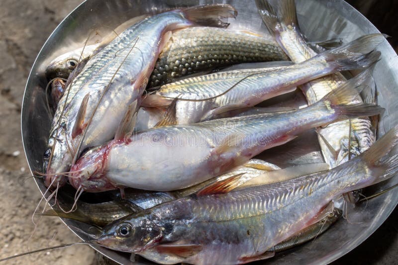 Tengra Fish Stock Photos - Free & Royalty-Free Stock Photos from Dreamstime