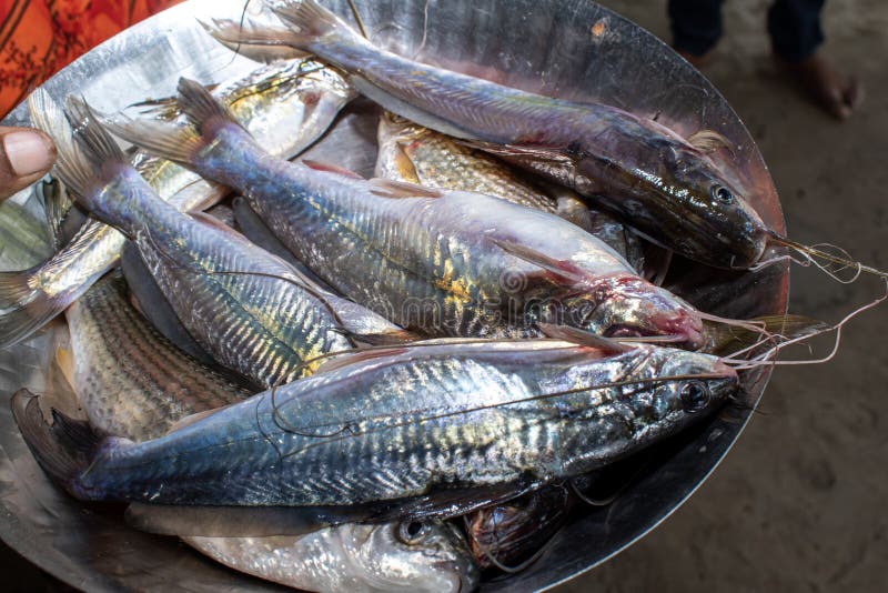 Tengara Mystus Stock Photos - Free & Royalty-Free Stock Photos from ...