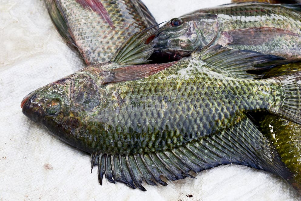 Freshwater Tilapia Fish is Alive, Tilapia Fish Stock Image - Image of ...