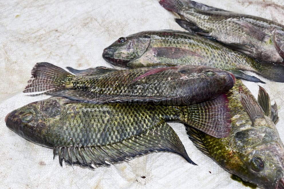 Freshwater Tilapia Fish is Alive, Tilapia Fish Stock Photo - Image of ...
