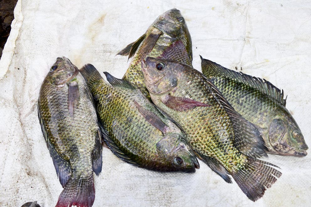 Freshwater Tilapia Fish is Alive, Tilapia Fish Stock Photo - Image of ...