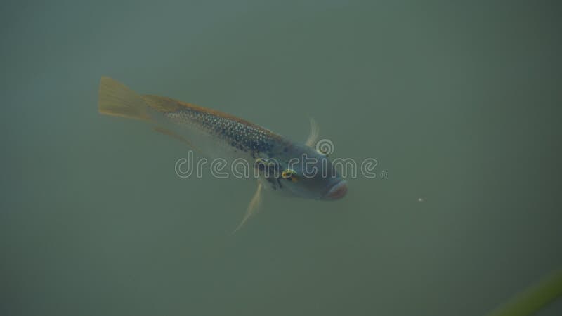 Freshwater Tilapia is Under the Water. a Fast Growing Freshwater Fish ...