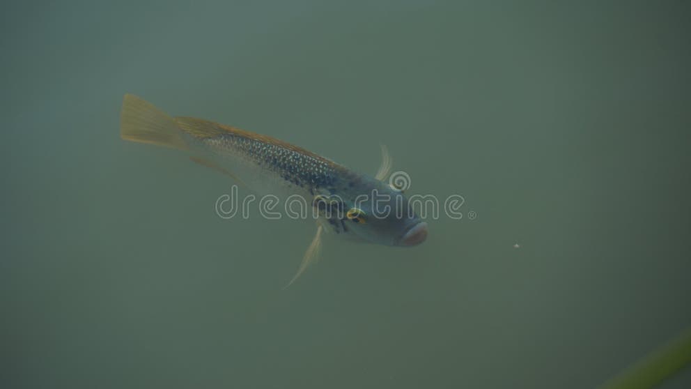 Freshwater Tilapia is Under the Water. a Fast Growing Freshwater Fish ...