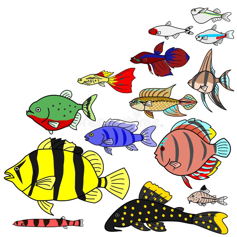 Freshwater Tropical Fish Species Stock Vector - Illustration of ...