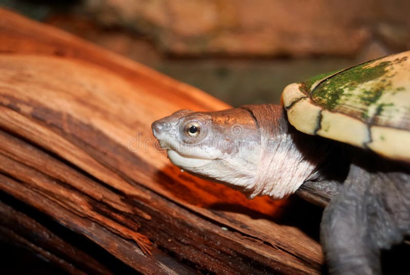 Freshwater turtle stock photo. Image of eared, reaching - 15776584
