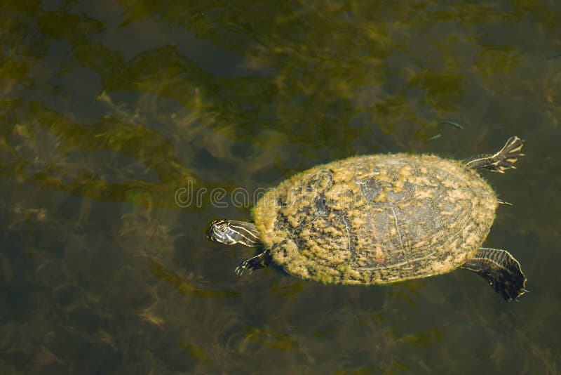 Yawning Painted Turtle stock photo. Image of herpetology - 33017274