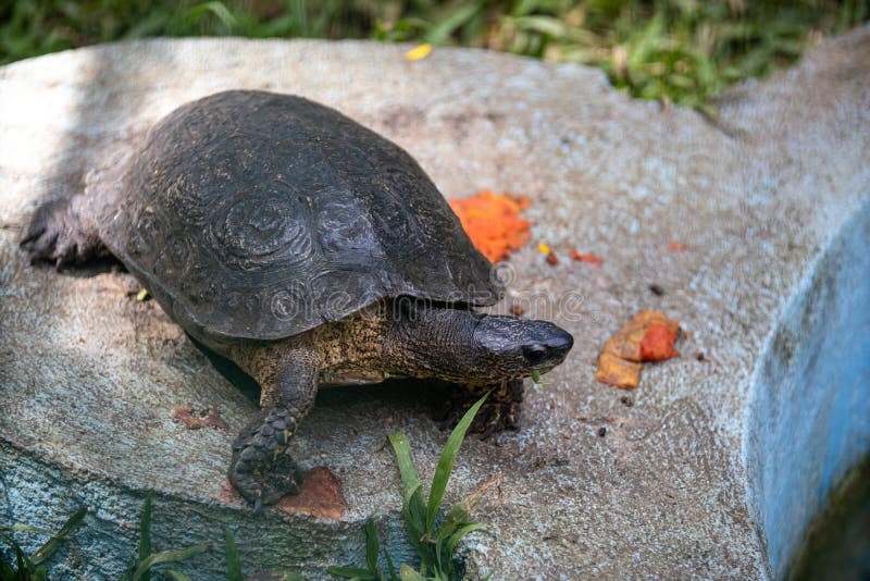 Freshwater Turtle on Blue Rock Stock Image - Image of primal, darwin ...