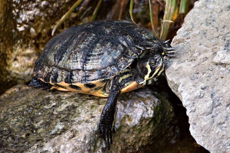Freshwater turtle stock photo. Image of turtle, aquatic - 122534894