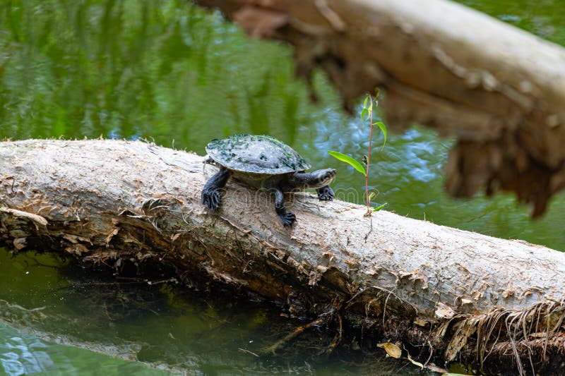 Freshwater Turtle in Queensland, Australia Stock Image - Image of ...