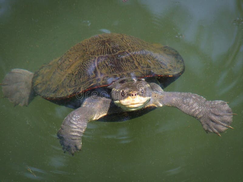 Freshwater turtle stock image. Image of underwater, nature - 101794781