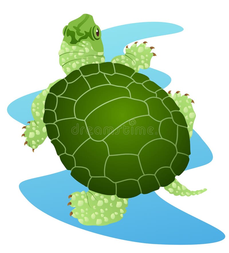 Turtle. Pond slider stock vector. Illustration of line - 171461065