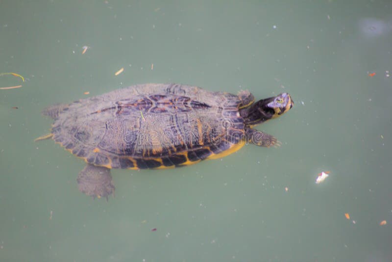 Freshwater Turtles Freshwater Turtles are Small or Medium-sized Turtles ...