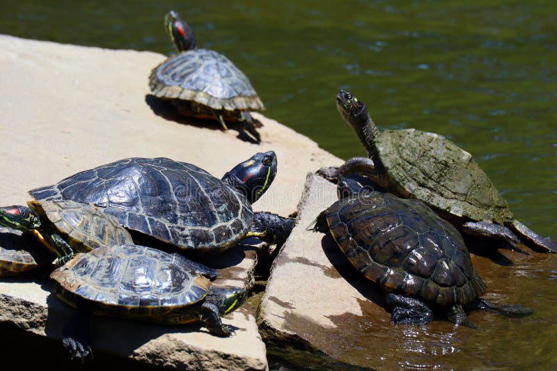 Freshwater Turtles (Trachemys Scripta) Taking a Sunbathing Stock Image ...