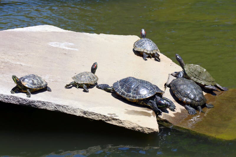 Freshwater Turtles (Trachemys Scripta) Taking a Sunbathing Stock Image ...